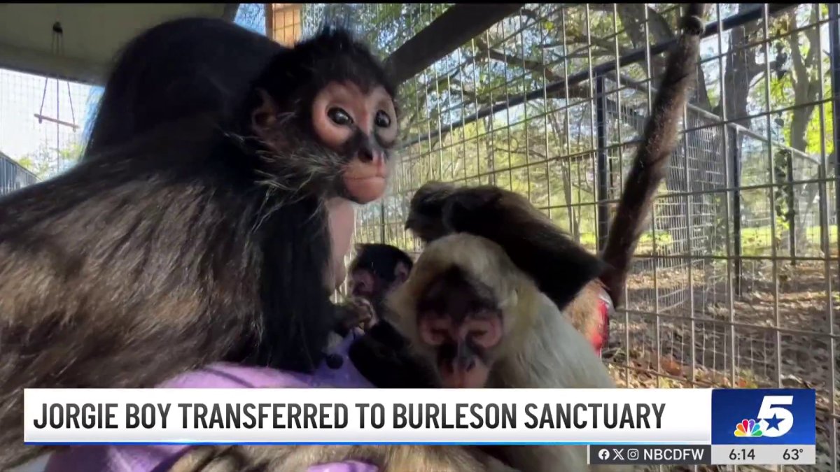 UPDATE: Jorgie Boy transferred to ‘Funky Monkey Ranch’ – NBC 5 Dallas ...