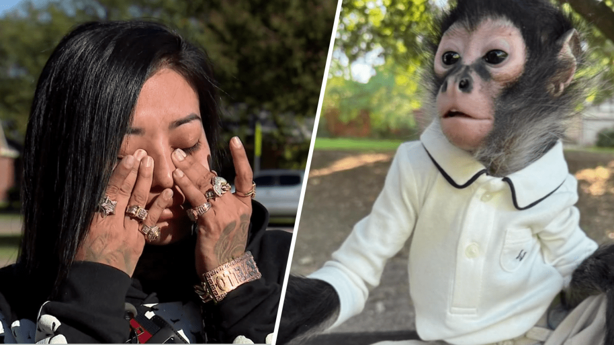 Dallas crash ends with DWI arrest, spider monkey confiscated – NBC 5 ...