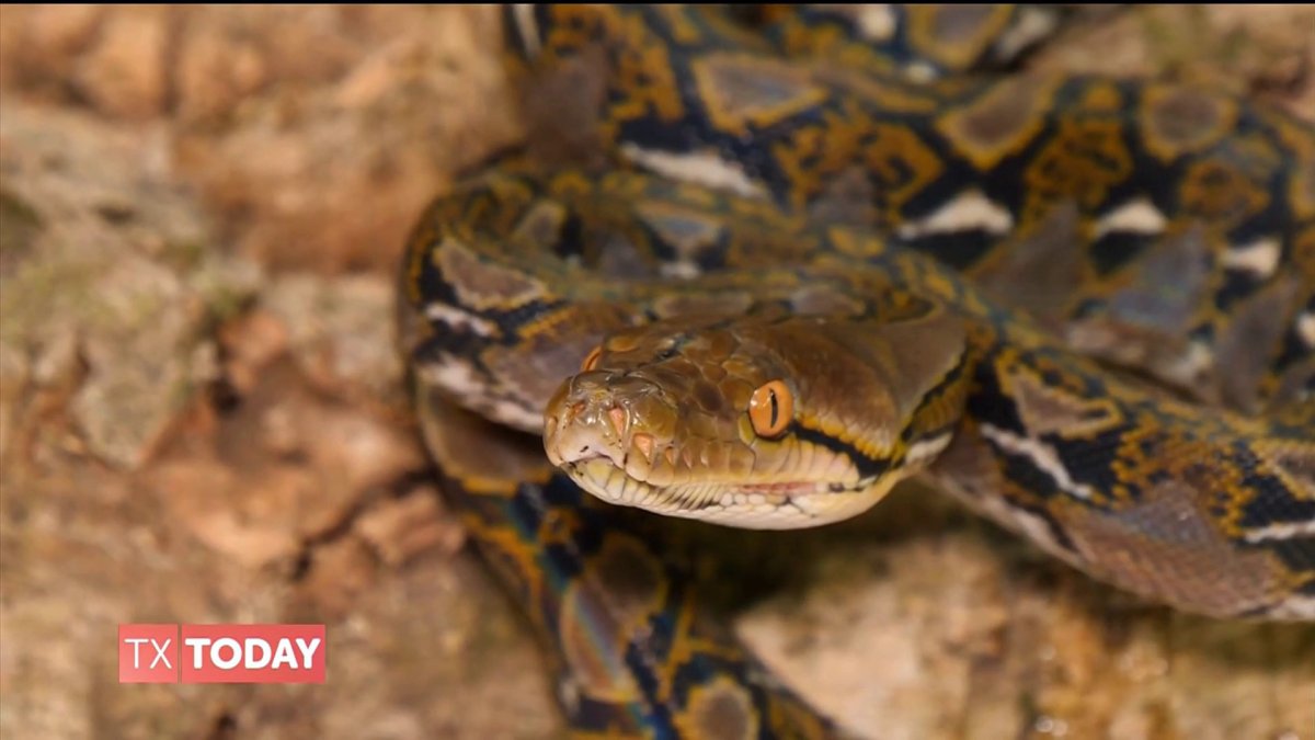 Cure your phobia of snakes – NBC 5 Dallas-Fort Worth