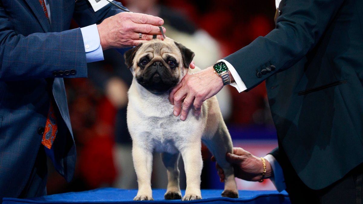 2024 National Dog Show: How winner Vito the pug made history – NBC 5 ...