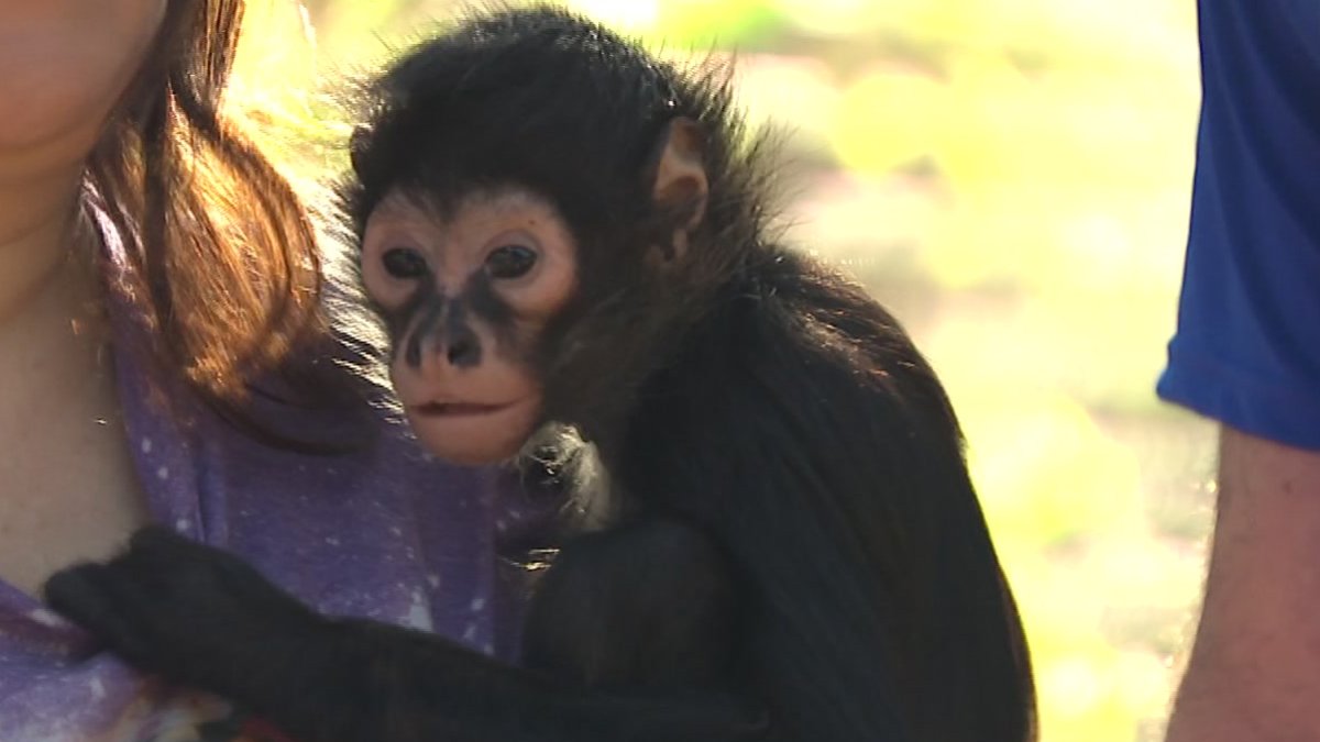 Confiscated monkey may be malnourished according to caregivers – NBC 5 ...