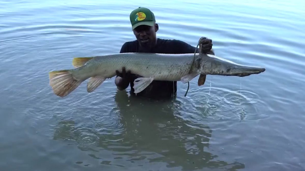 Alligator gar angler turns passion into profession – NBC 5 Dallas-Fort ...