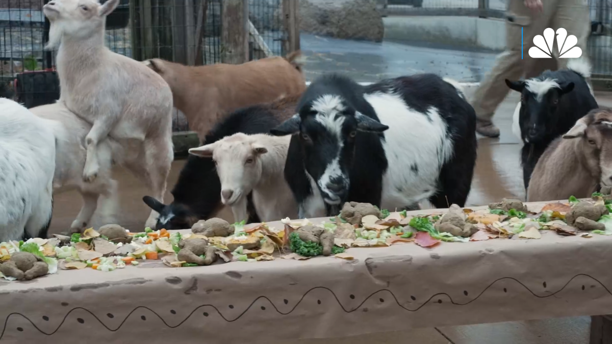 Animals enjoy Thanksgiving dinner at Chicago Zoo – NBC 5 Dallas-Fort Worth