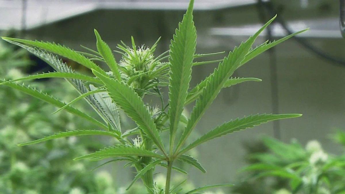 Dallas City Council rejects delaying implementing voter-approved pot ...