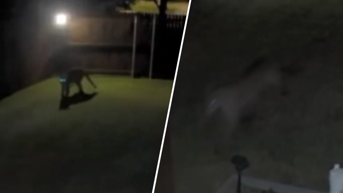 Mountain lion spotted in Dallas suburbs – NBC 5 Dallas-Fort Worth