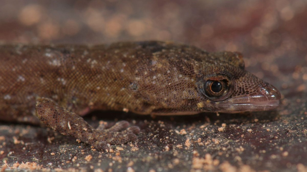 New species of gecko discovered by UT Arlington biologist – NBC 5 ...