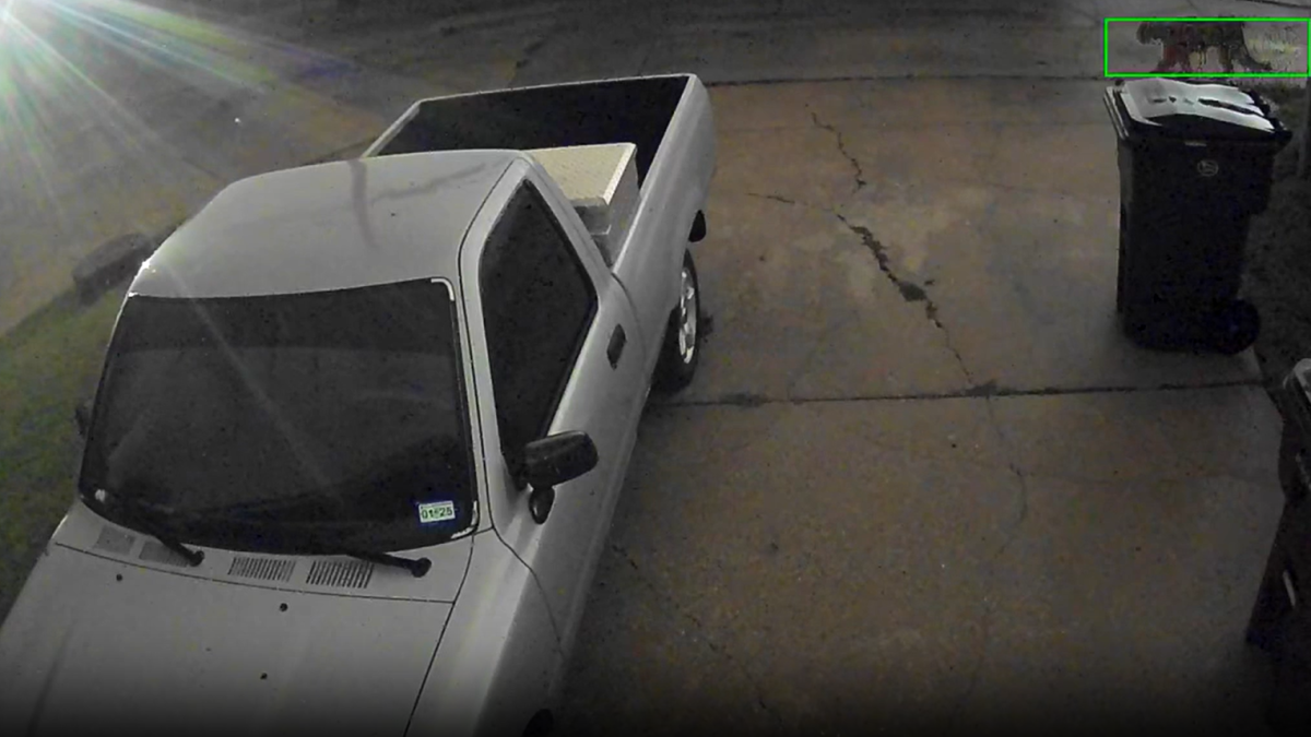 Mountain lion reported in Plano neighborhood, third in North Texas ...