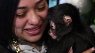 Monkey seized by Dallas police, Jorgie Boy, returned to owner after ...