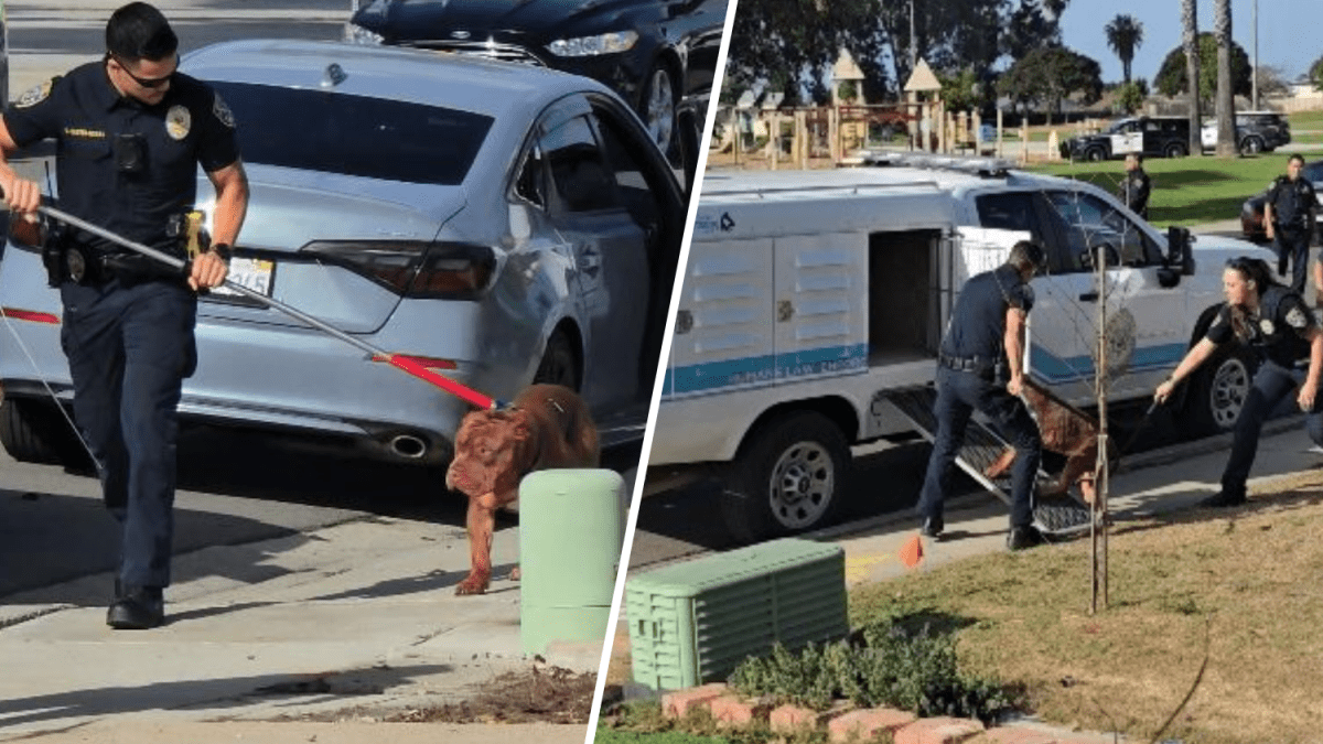 Mira Mesa dog attack for pets’ owner – NBC 5 Dallas-Fort Worth