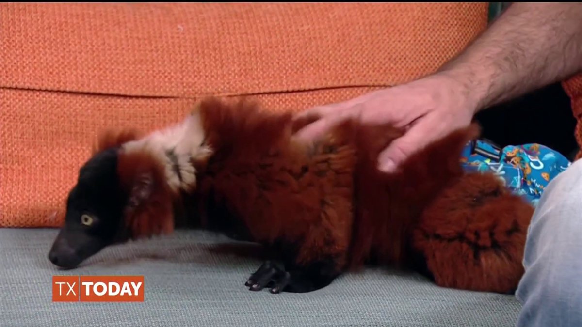 Monkey around with Funky Monkey Ranch – NBC 5 Dallas-Fort Worth