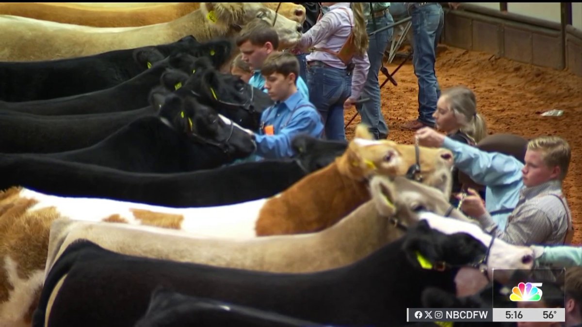 What it takes to raise a grand champion for the ‘Super Bowl of Steer ...