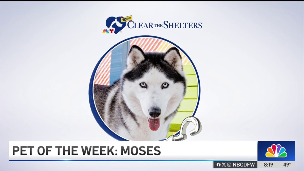 Pet of the Week: Moses – NBC 5 Dallas-Fort Worth