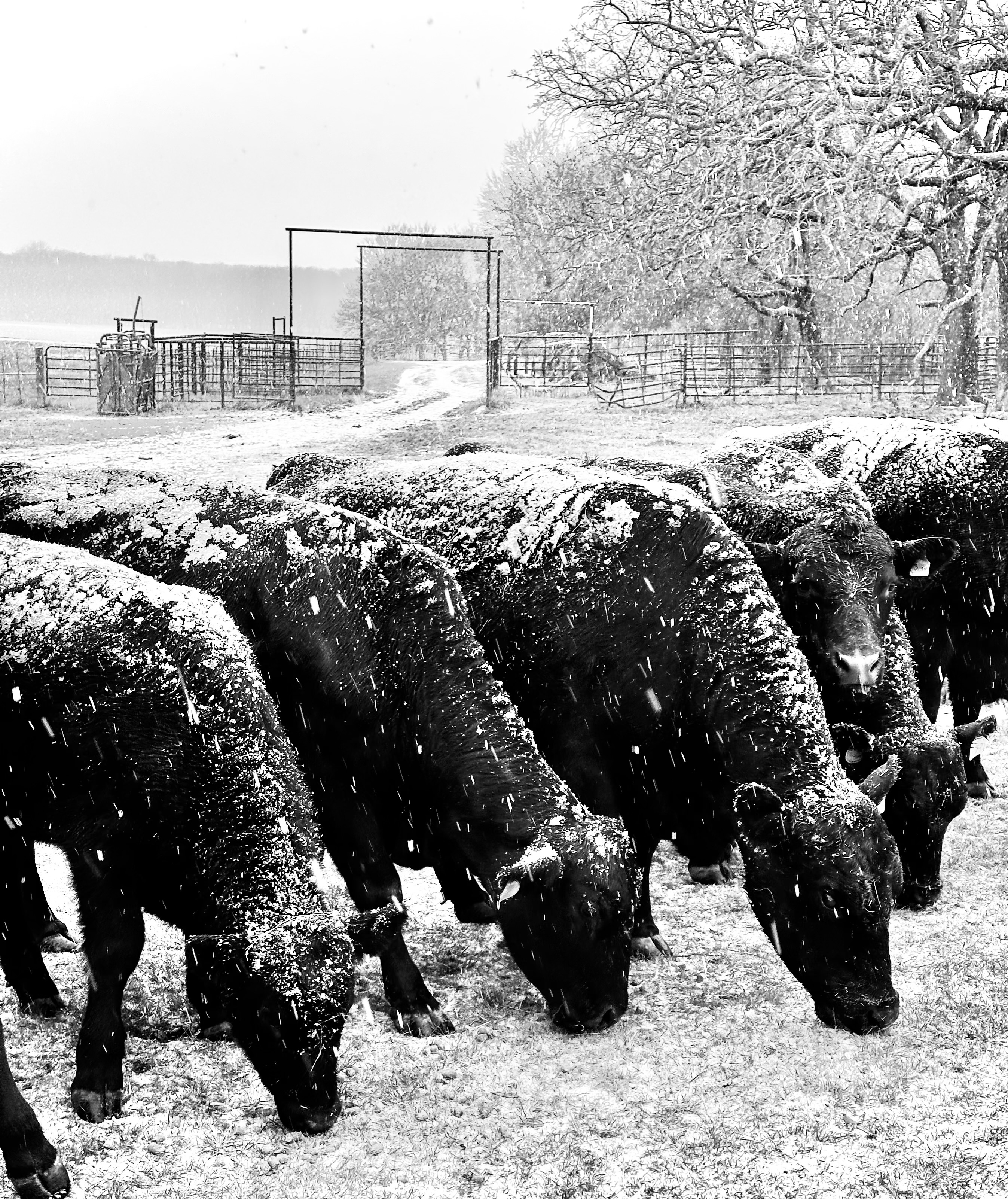 PHOTOS: The first snow of 2025 in North Texas – NBC 5 Dallas-Fort Worth