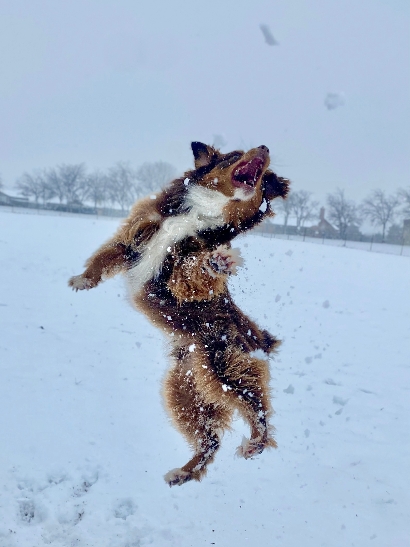 PHOTOS: Snow day! Kids and pets enjoy the first snow day of 2025 – NBC ...