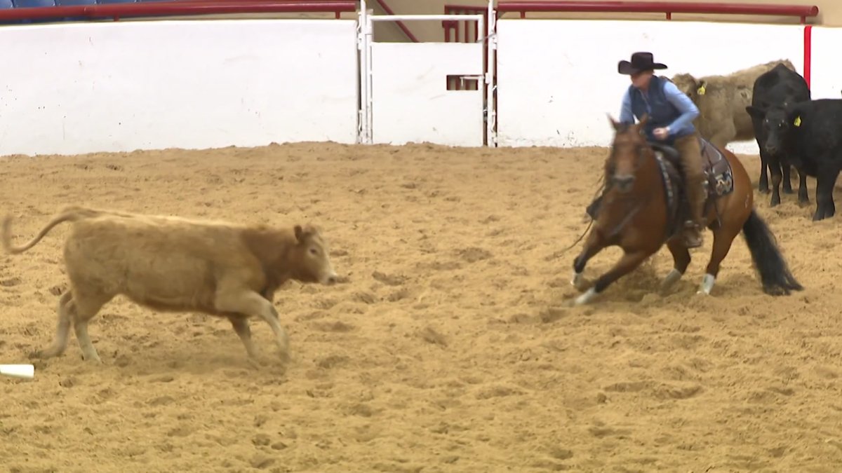 Cutting horse competition pits horse against cow to the delight of ...