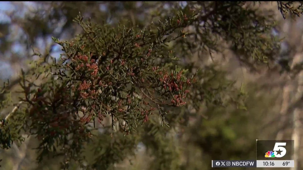 Cedar fever season upon us as tree pollen spikes in North Texas – NBC 5 ...