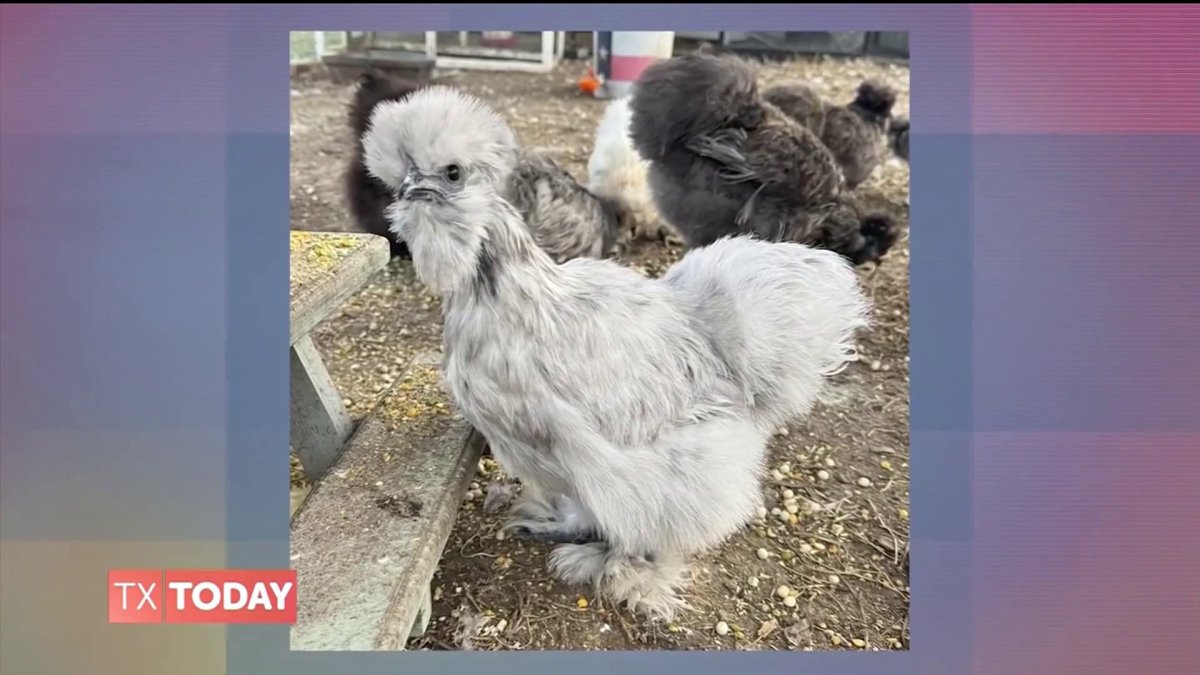 Healing Hens brings chicken therapy to seniors – NBC 5 Dallas-Fort Worth