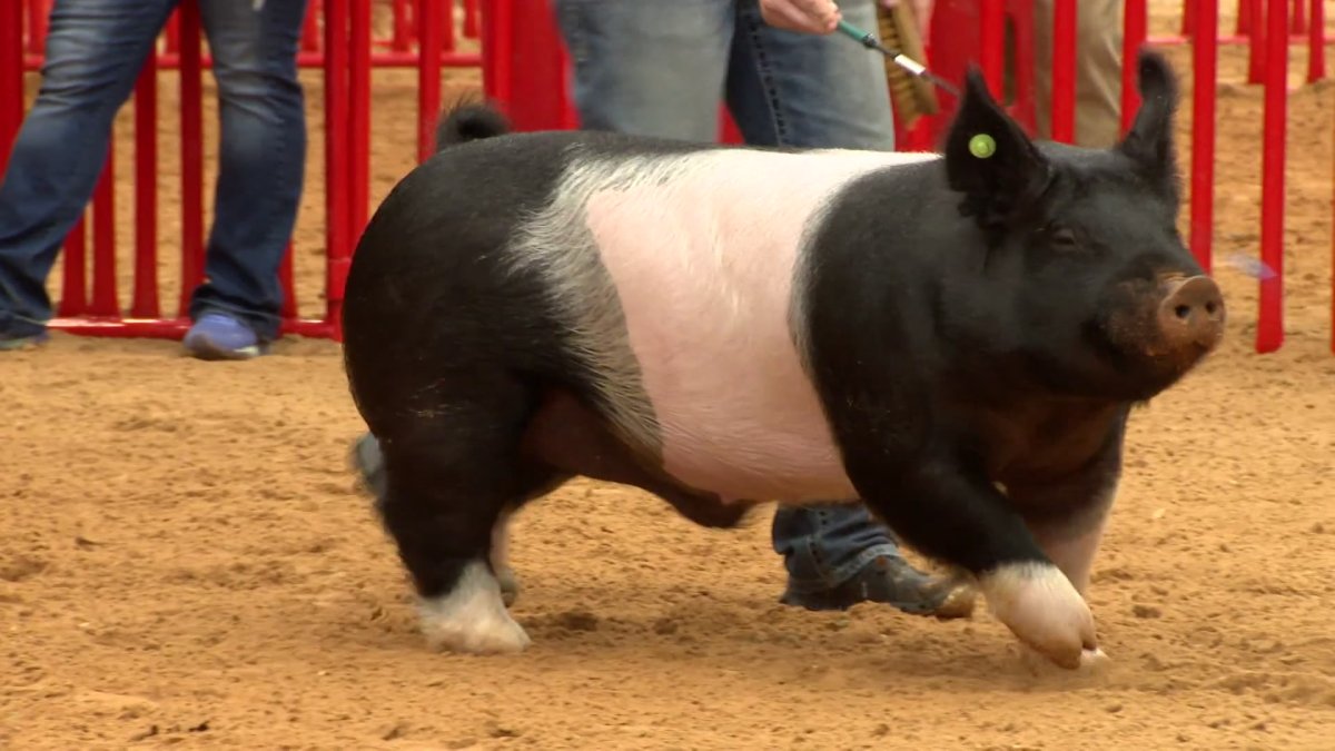 Junior exhibitors compete at Fort Worth Stock Show’s barrow show – NBC ...