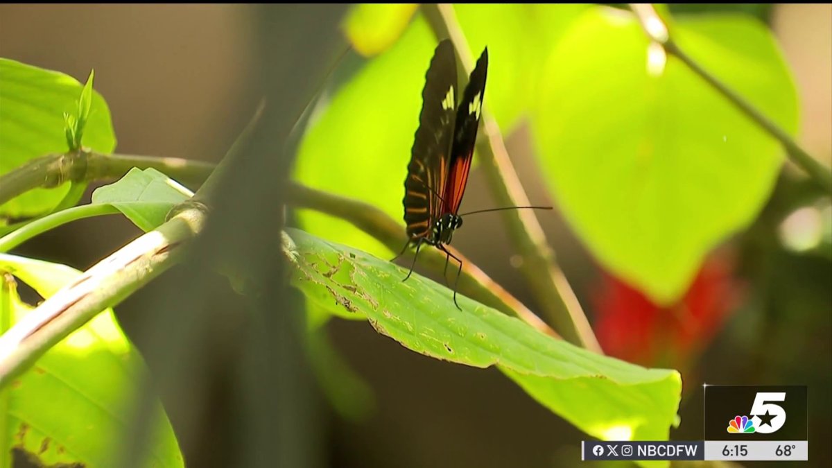 Exotic butterflies take flight at the Fort Worth Botanic Garden – NBC 5 ...