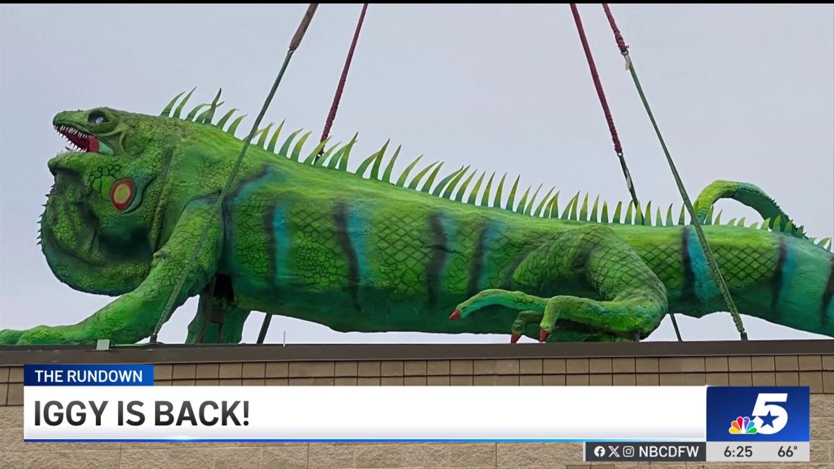 Iggy returns to the Fort Worth Zoo – NBC 5 Dallas-Fort Worth