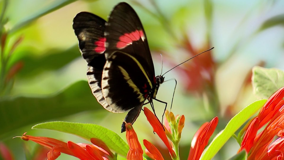 Exotic butterflies take flight at the Fort Worth Botanic Garden – NBC 5 ...