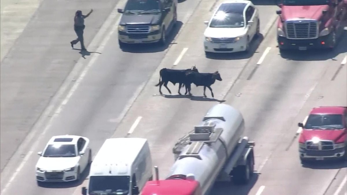Cattle escape broken-down trailer, shut down traffic in Texas – NBC 5 ...