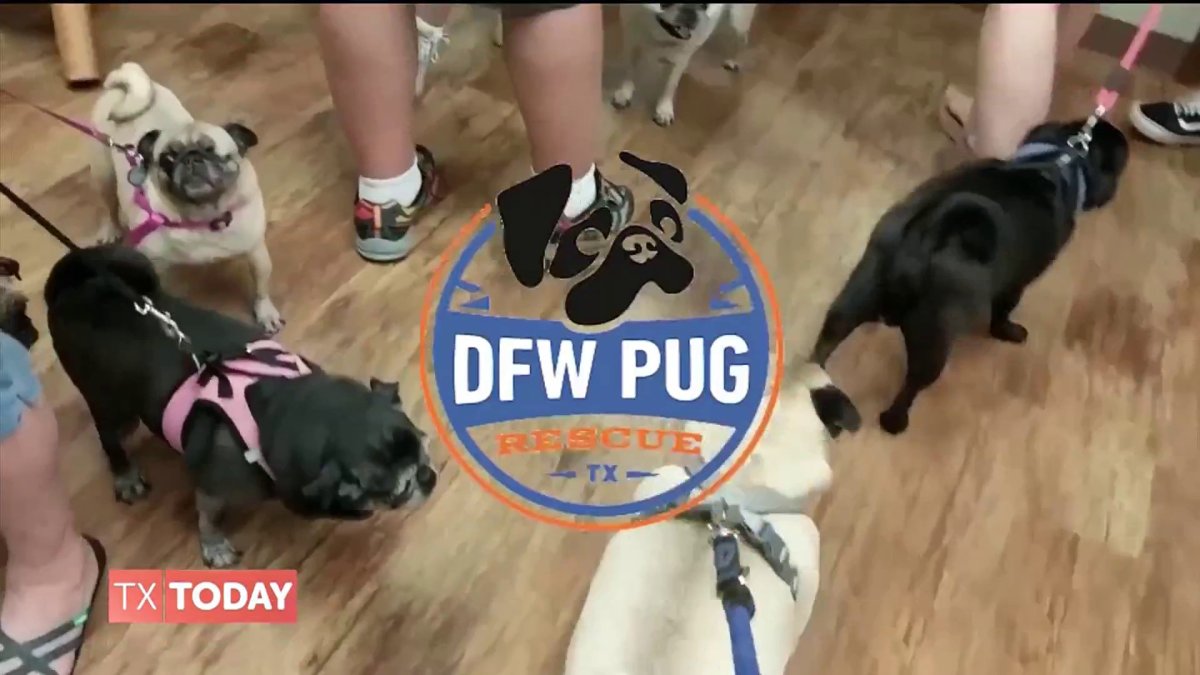 Celebrating local animal heroes: DFW Pug Rescue – NBC 5 Dallas-Fort Worth