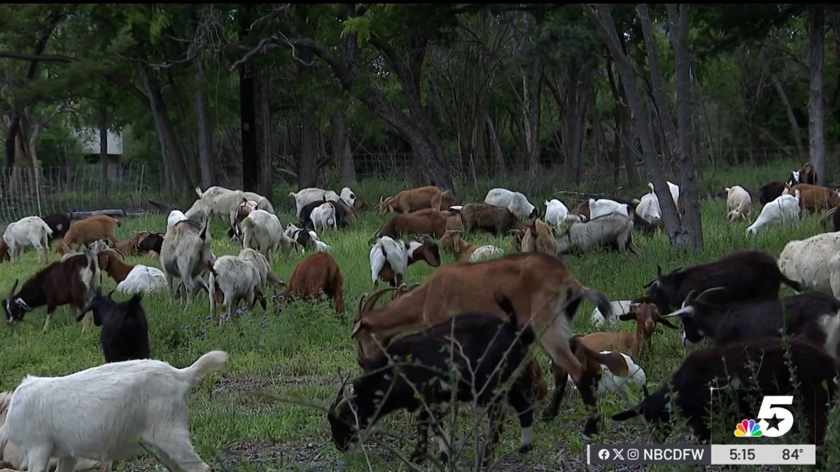 Dallas utilizes goats to help greenbelt ecosystem – NBC 5 Dallas-Fort Worth