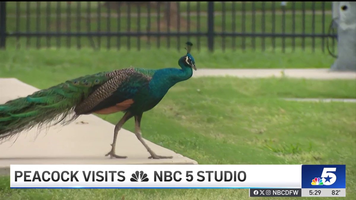 Peacock visits NBC 5 studios in Fort Worth – NBC 5 Dallas-Fort Worth