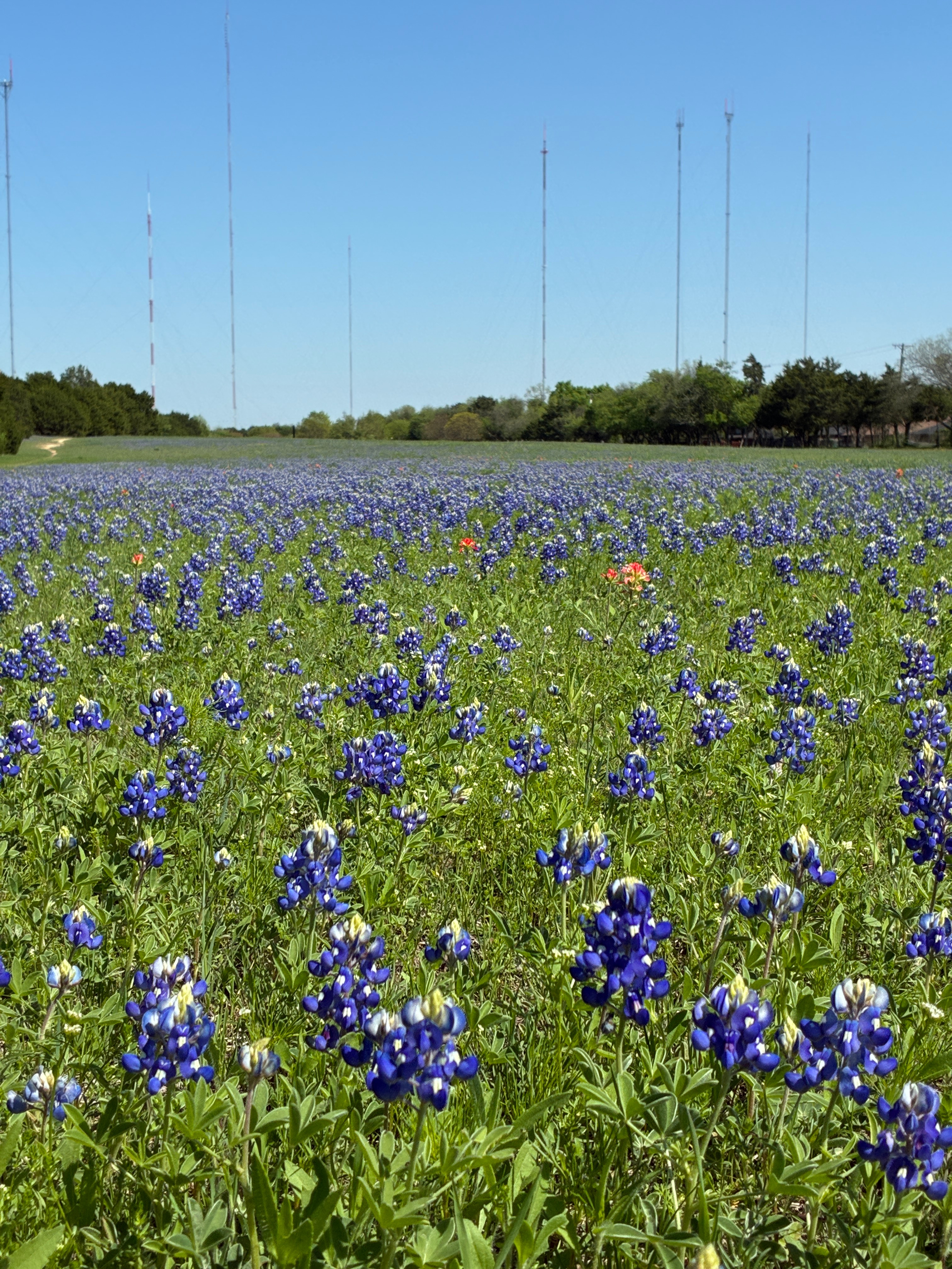 Bluebonnets in Bloom 2025 – NBC 5 Dallas-Fort Worth