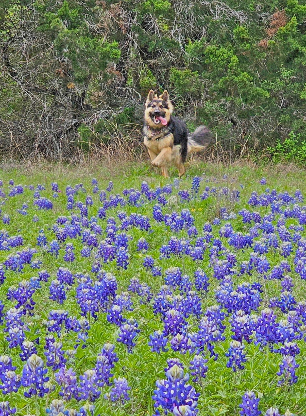 Bluebonnets in Bloom 2025 – NBC 5 Dallas-Fort Worth
