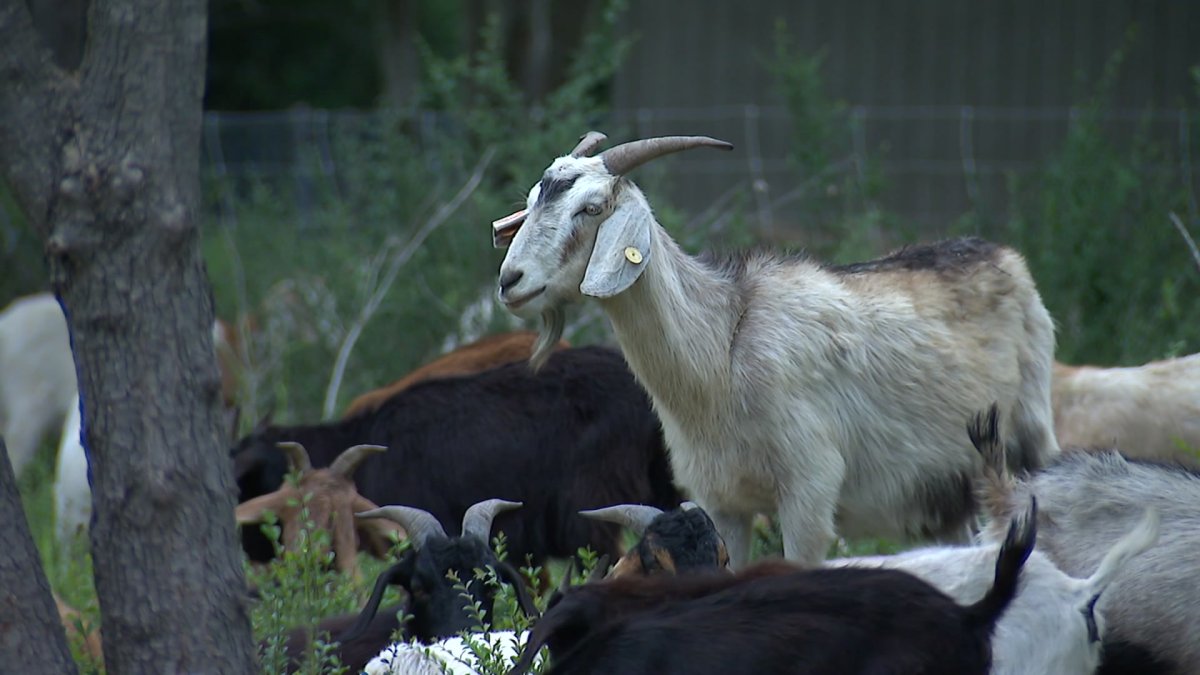 Dallas utilizes goats to help greenbelt ecosystem – NBC 5 Dallas-Fort Worth