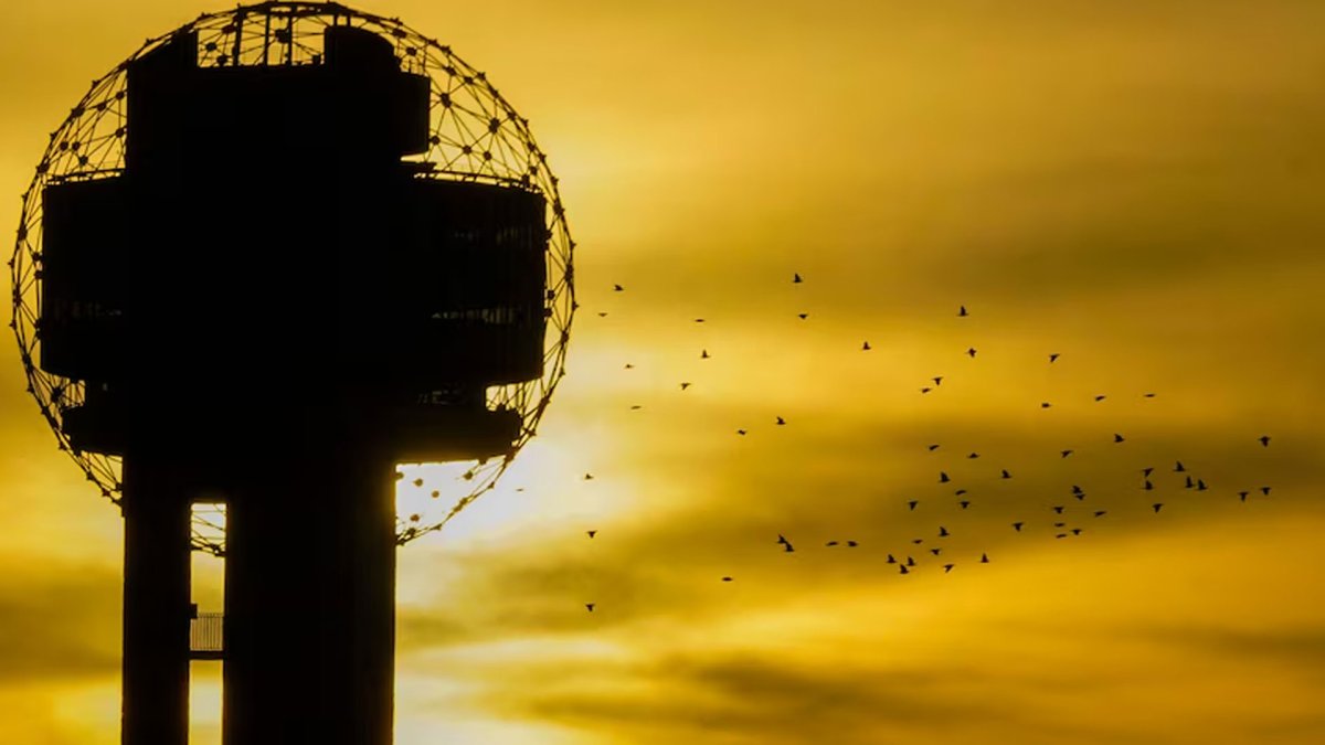 Reunion Tower prepares to dim lights for spring bird migration – NBC 5 ...