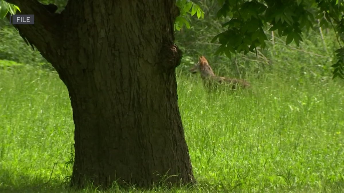 Dallas warns of coyotes near White Rock Lake after kids injured – NBC 5 ...