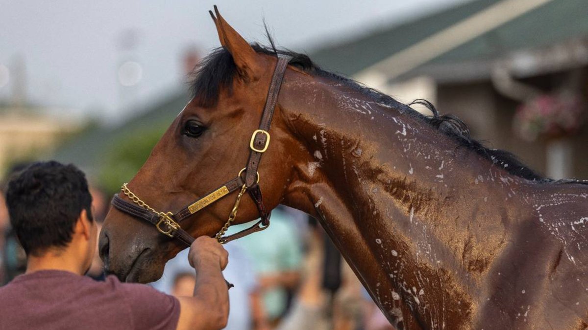 A horse named Journalism? Meet the 2025 Kentucky Derby contender – NBC ...