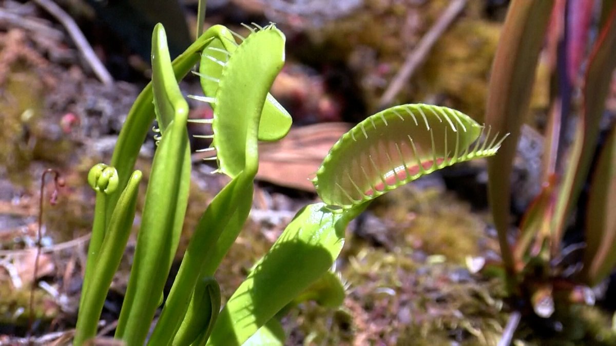 Park ranger warns of threats to Venus flytraps – NBC 5 Dallas-Fort Worth