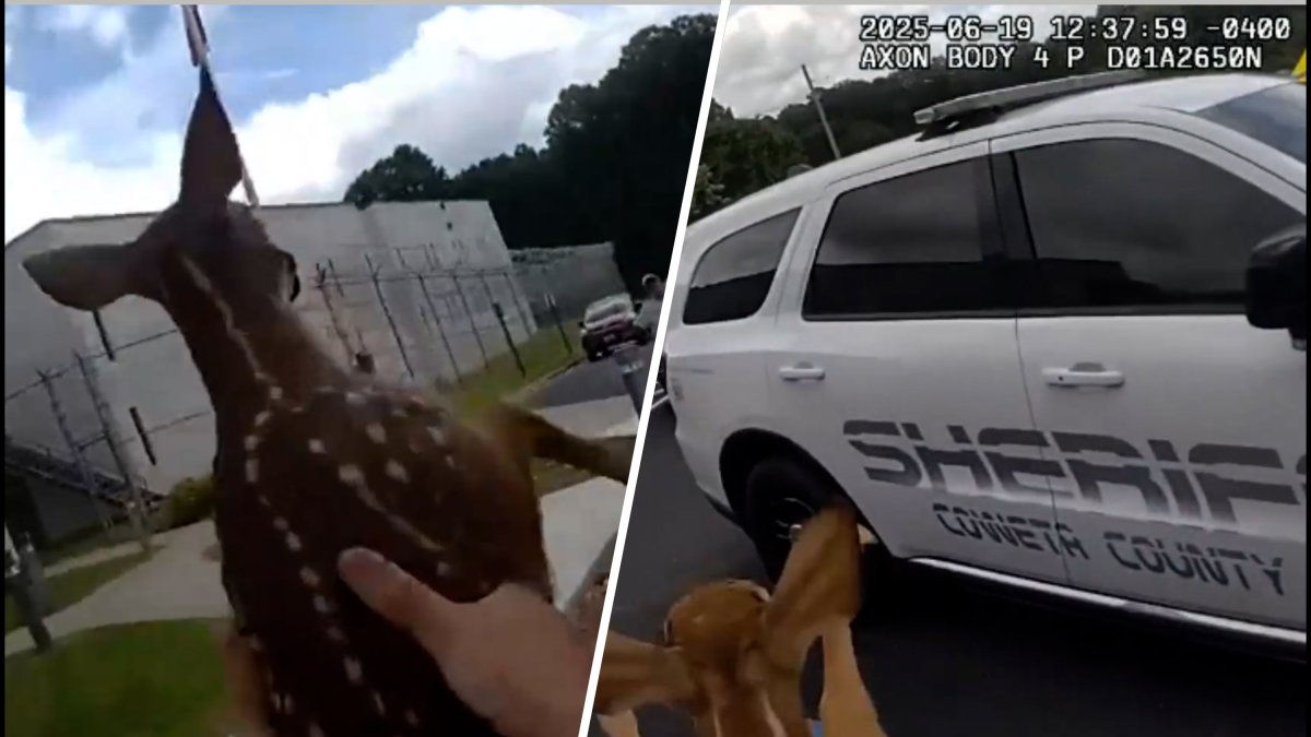 Watch deer get apprehended for trying to break into Georgia jail – NBC ...