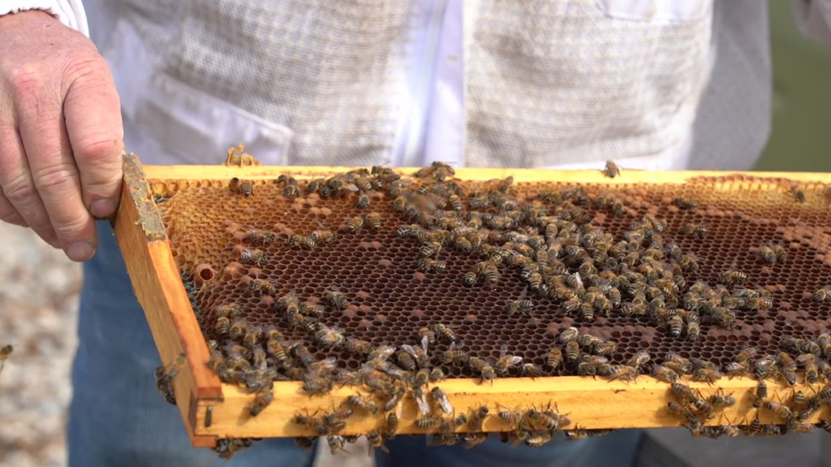 Texas a leader in beekeeping – NBC 5 Dallas-Fort Worth