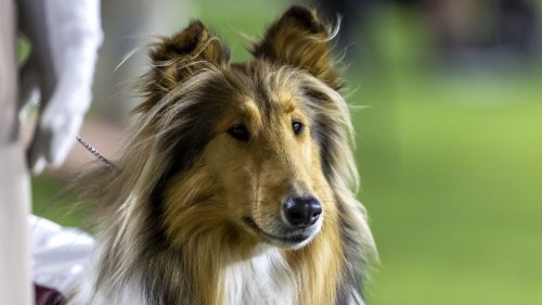 Texas A&M’s collie mascot Reveille X has right eye removed – NBC 5 ...