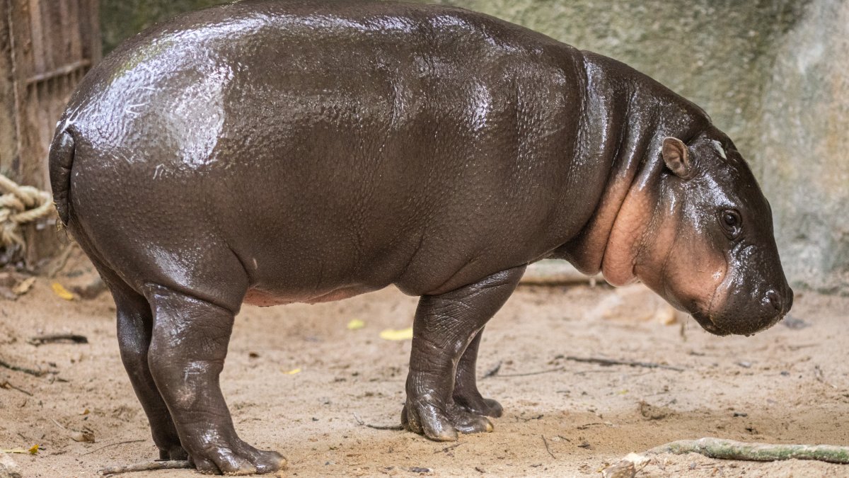 Baby hippo Moo Deng turns 1 with celebration at Thailand zoo – NBC 5 ...