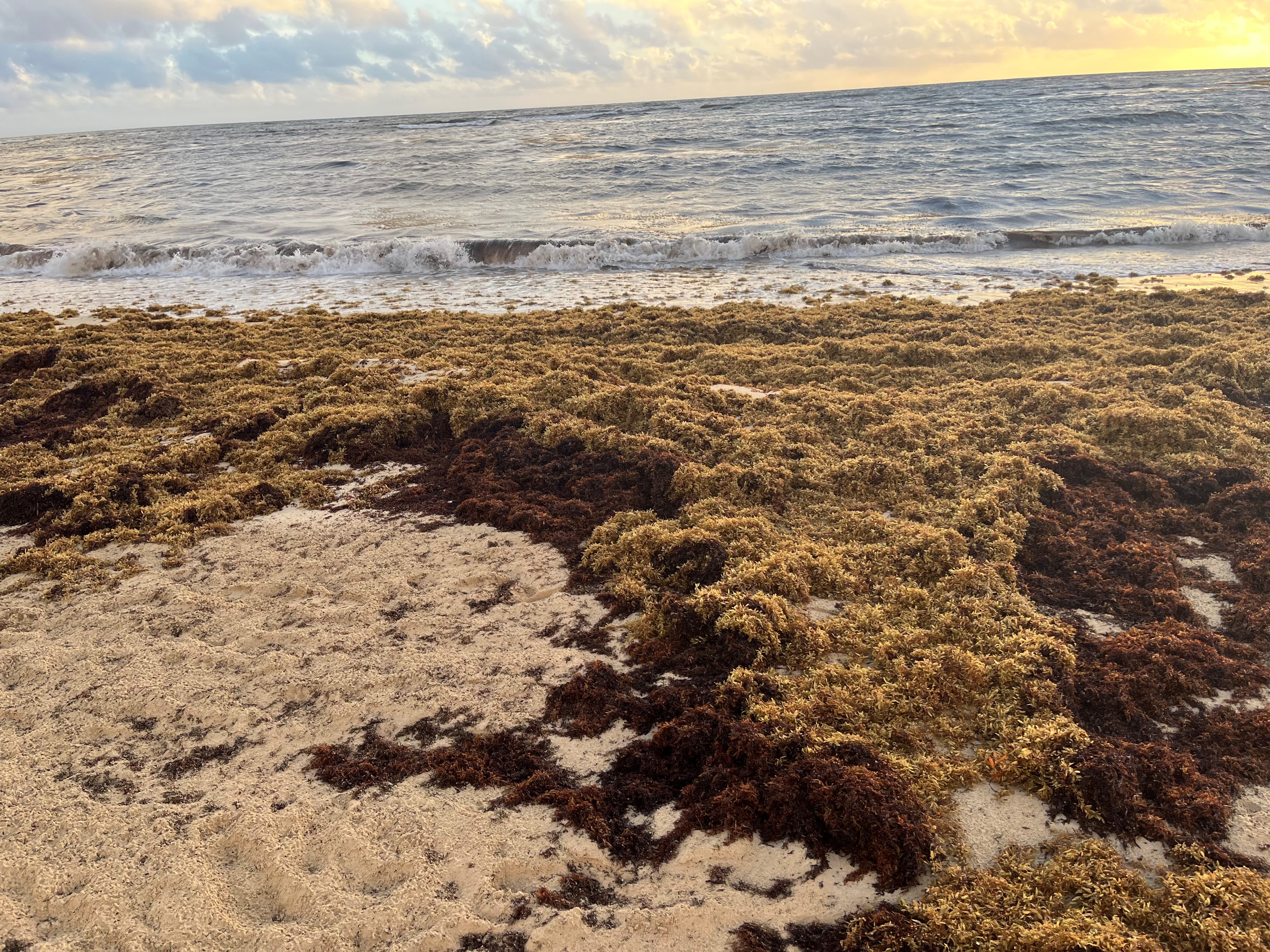 Seaweed turns beach trip into pool trip. What’s sargassum? – NBC 5 ...