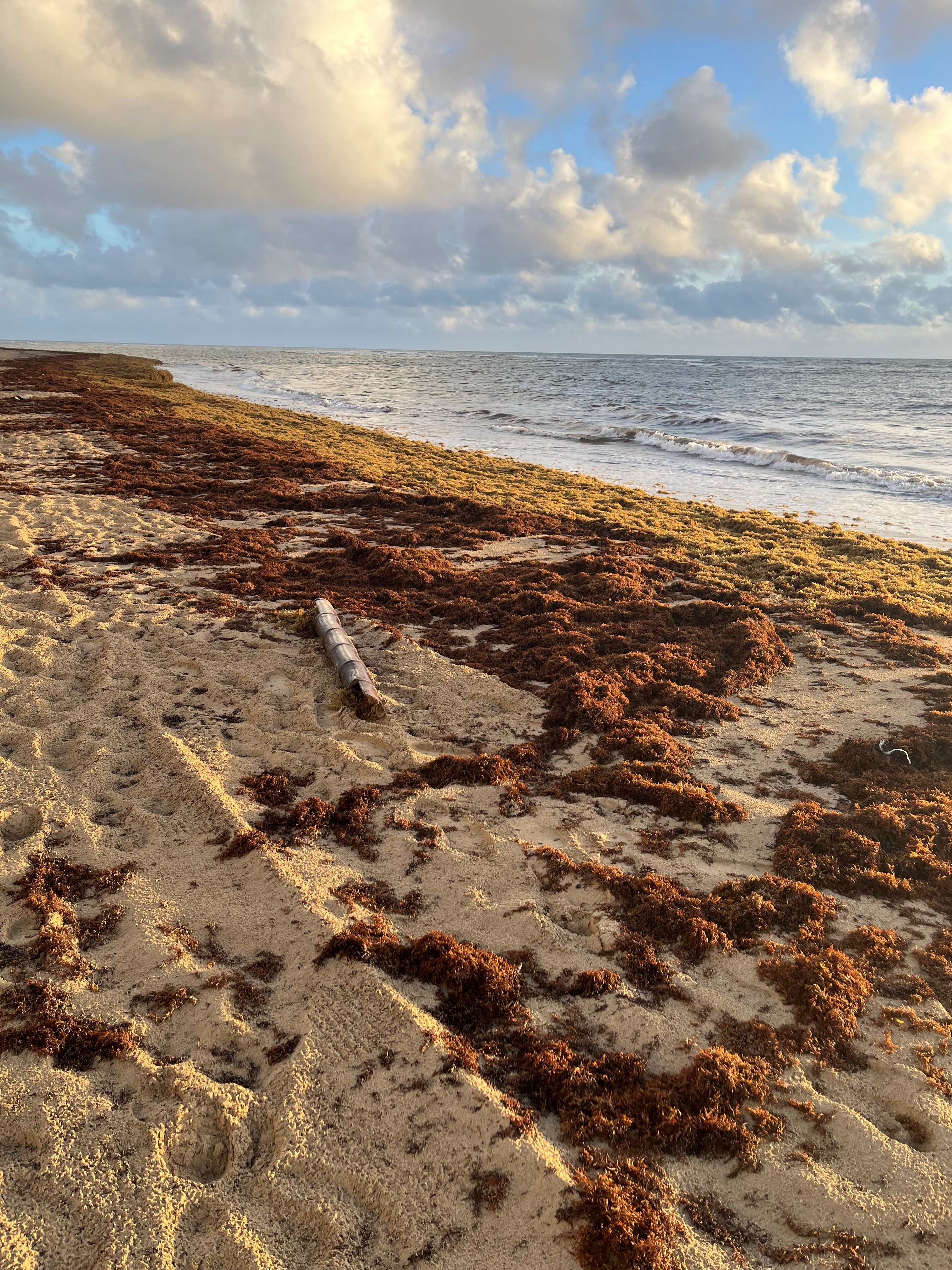 Seaweed turns beach trip into pool trip. What’s sargassum? – NBC 5 ...