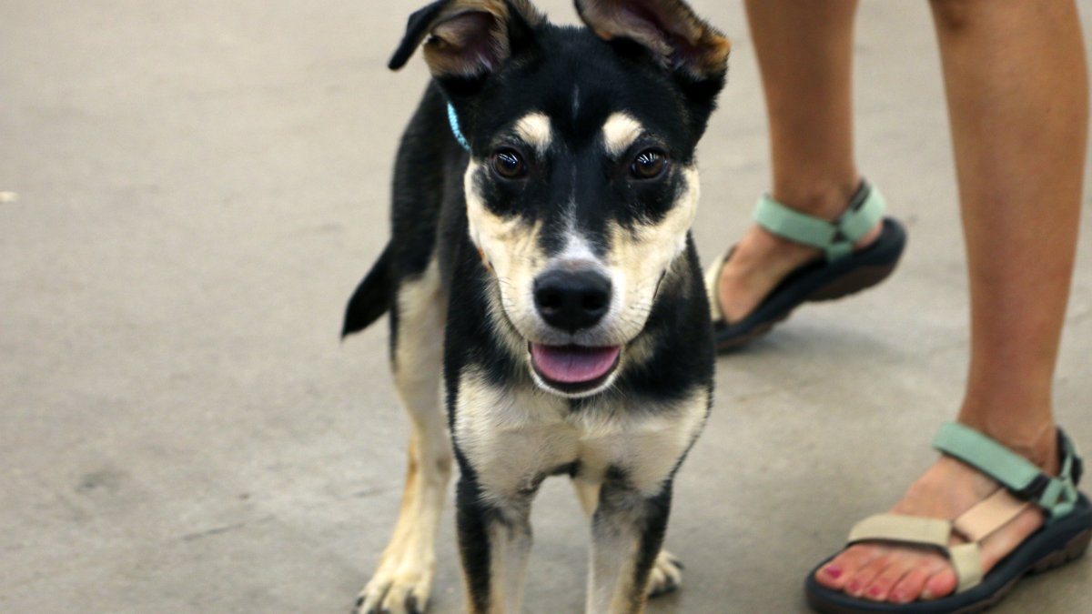 Images from the Humane Society of North Texas Mega Adoption Event – NBC ...