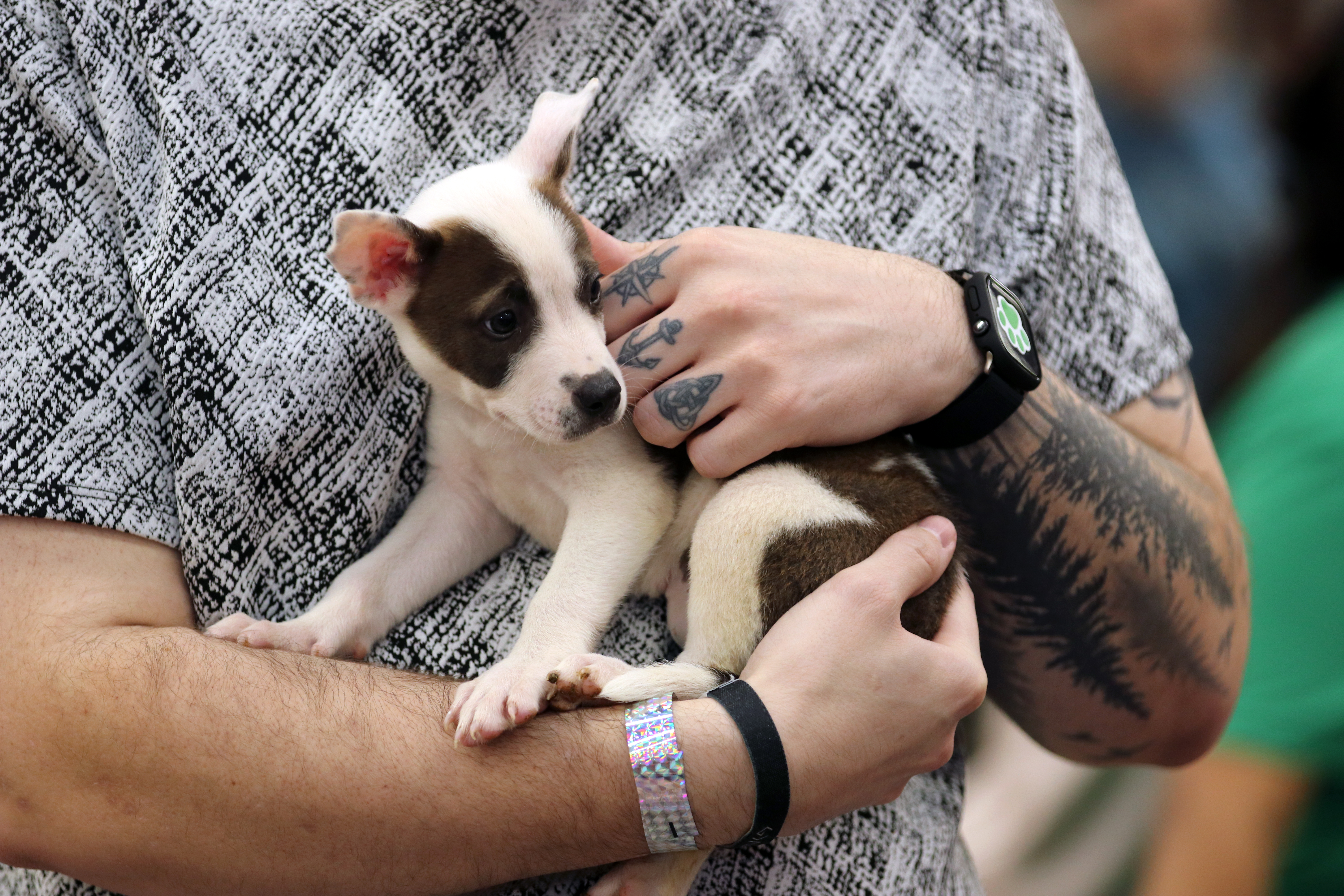 Images from the Humane Society of North Texas Mega Adoption Event – NBC ...