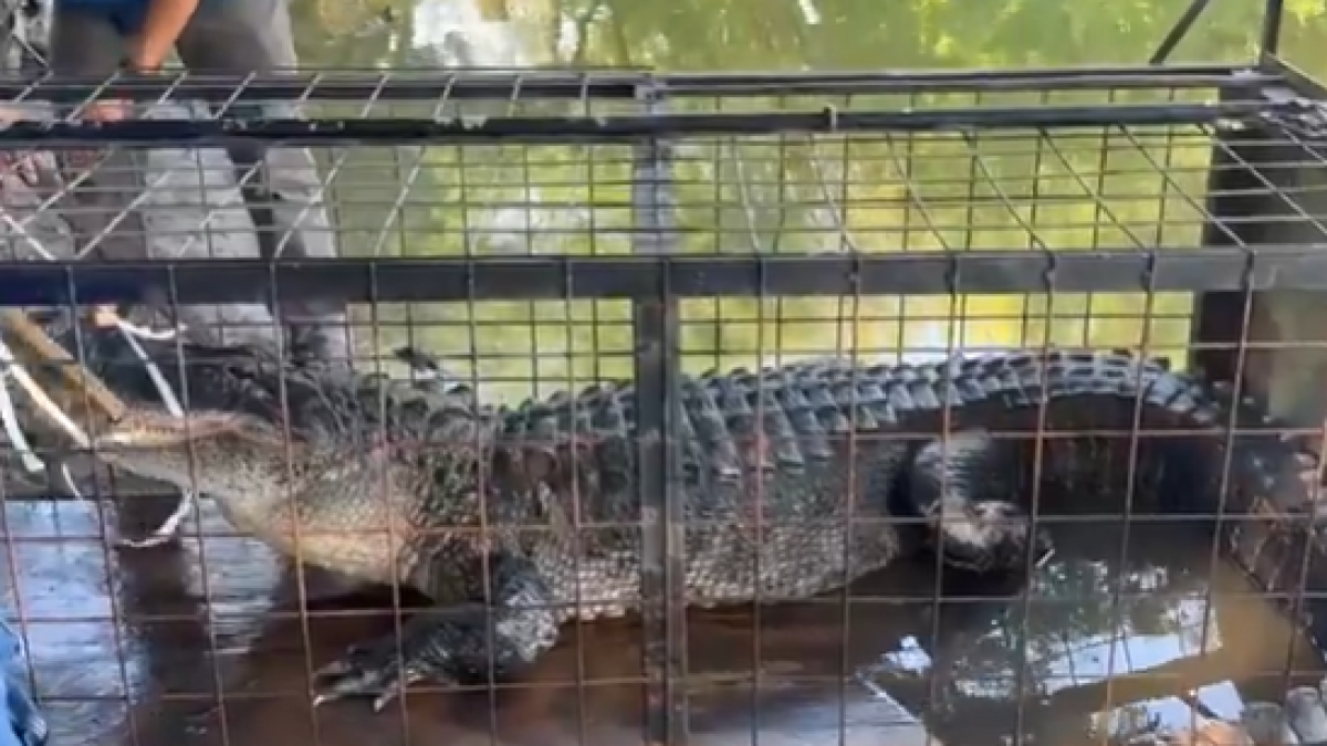 Ten-foot alligator removed from Eagle Mountain Lake – NBC 5 Dallas-Fort ...