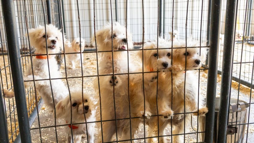 Emergency foster homes needed for Maltese dogs in North Texas – NBC 5 ...