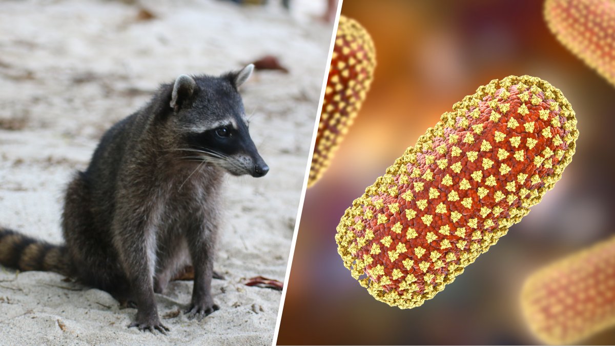 Outbreaks of rabies seem to be rising across the U.S. – NBC 5 Dallas ...