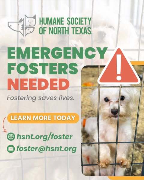 Emergency foster homes needed for Maltese dogs in North Texas – NBC 5 ...