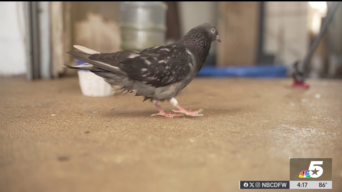 Irving Police help return lost bird to owner – NBC 5 Dallas-Fort Worth