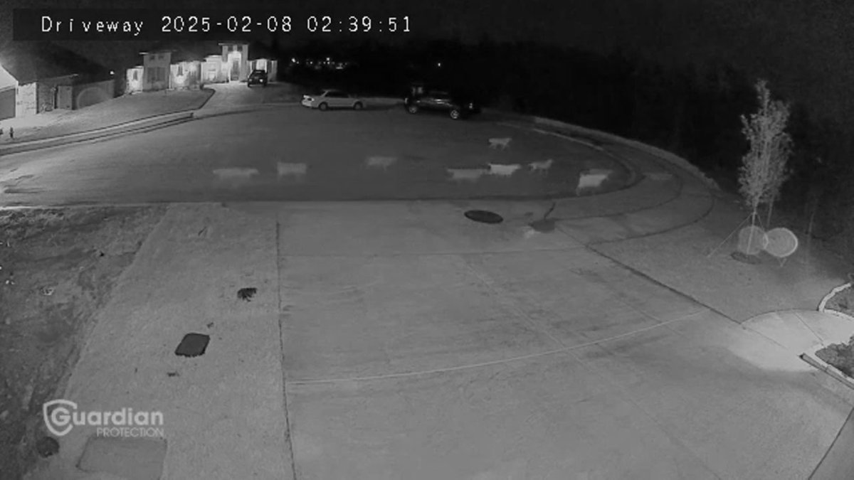 Godley residents urge city to address wild dog pack – NBC 5 Dallas-Fort ...